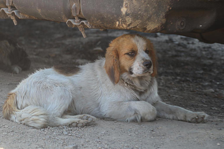 Mascotas perdidas en Ñuble y Biobío por incendios: plataforma digital ...