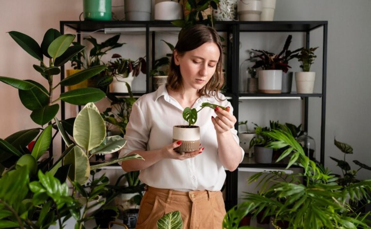 Ola de calor en México: 5 plantas de interior para refrescar el hogar ...