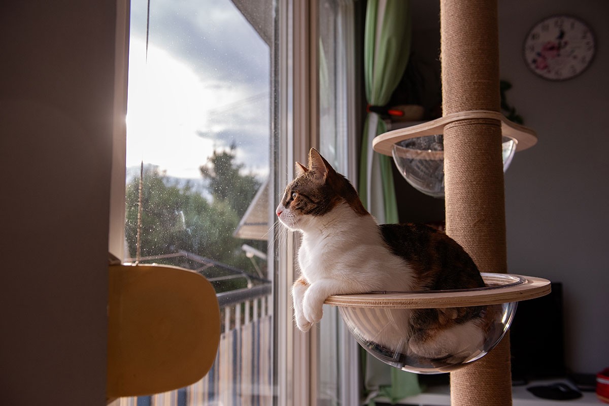 Accessoires DIY pour animaux : ce que les vétérinaires déconseillent