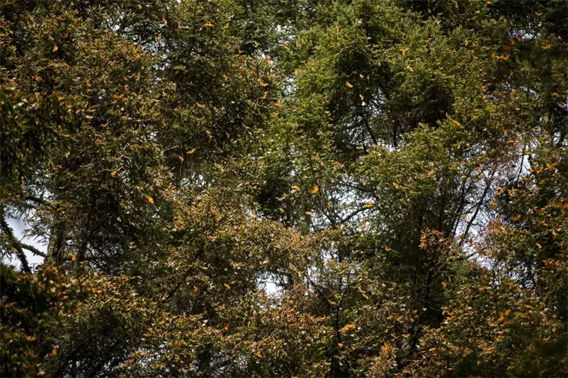 Avistamiento de la mariposa monarca 2026; lo que debes saber para ...