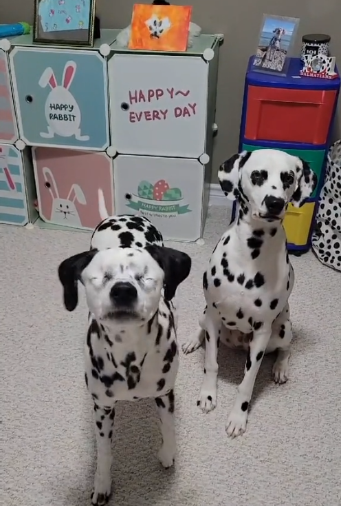 My favorite part of the day has four legs