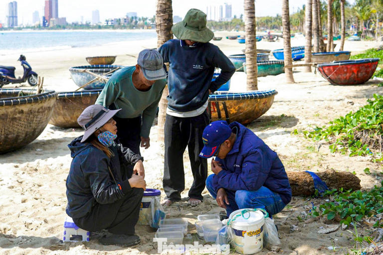 Săn tôm hùm giống ngày cận Tết, ngư dân Đà Nẵng thu tiền triệu mỗi ngày