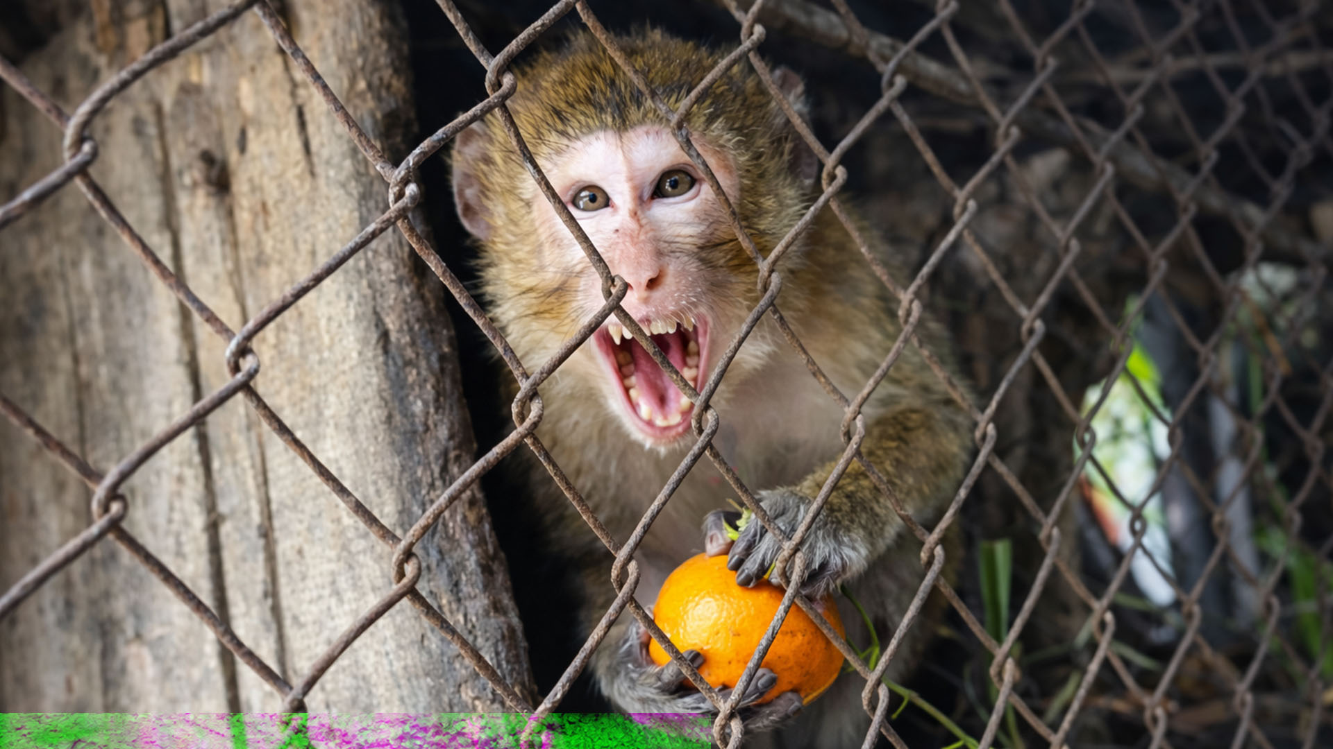 The moment a monkey loses patience