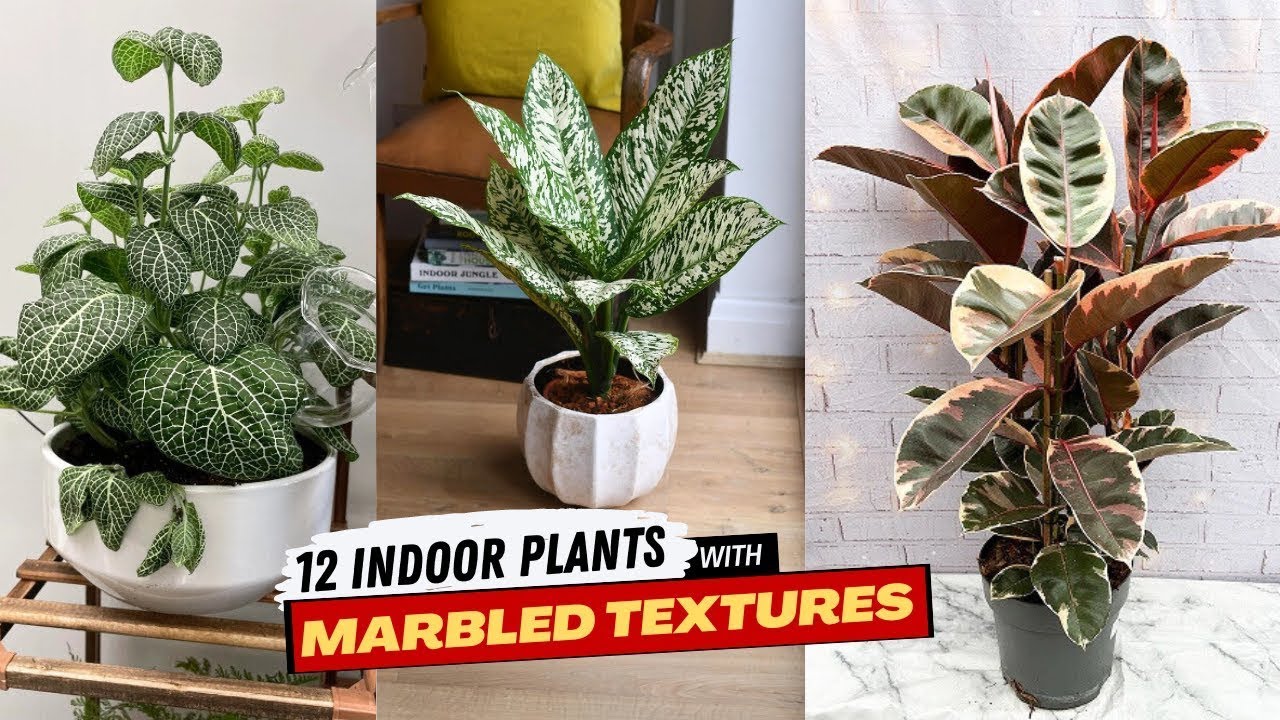 The Secret 12 Beautiful Indoor Plants With Marbled Leaves