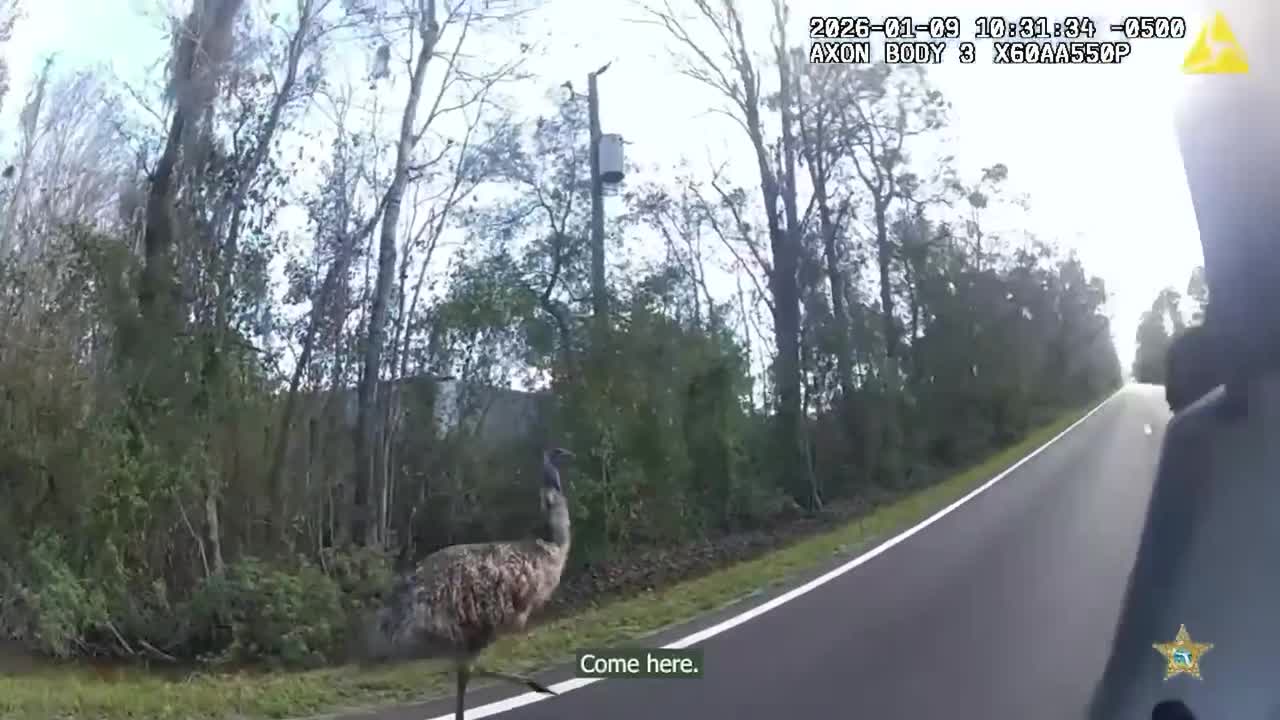 Runaway emu briefly detained after chase in St. Johns