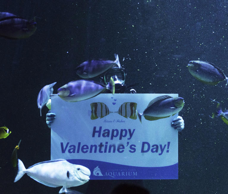 ‘Kisses and Fishes’: Loveland Living Planet Aquarium to host Valentines ...