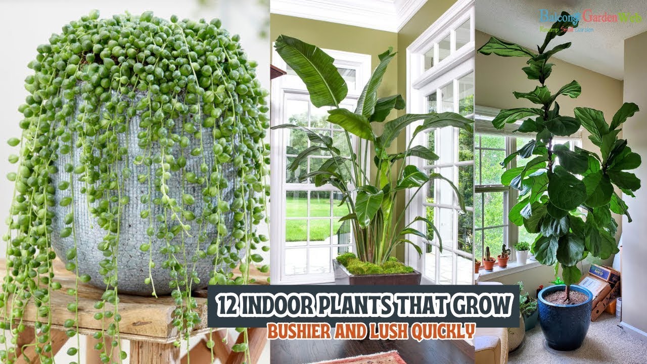 Quick growing indoor plants that instantly refresh your home