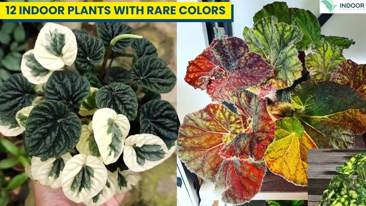 Rarely seen indoor plants that transform any room with stunning colors