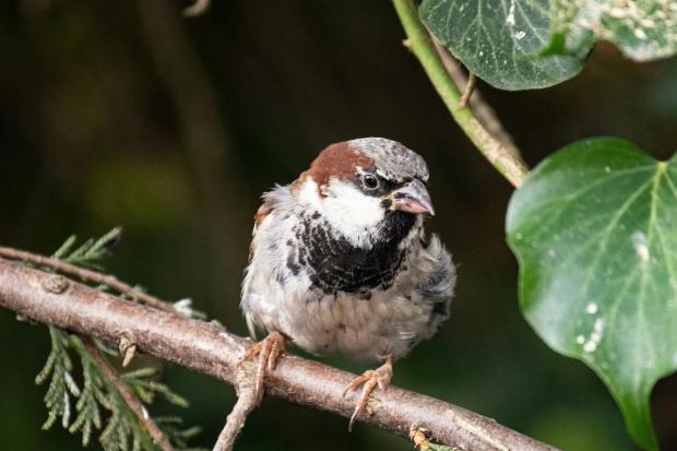 Best birdwatching spots in the New Forest revealed