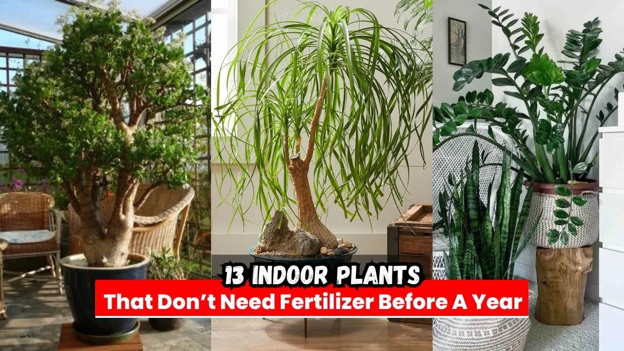 How 13 indoor plants bloom beautifully without fertilizer