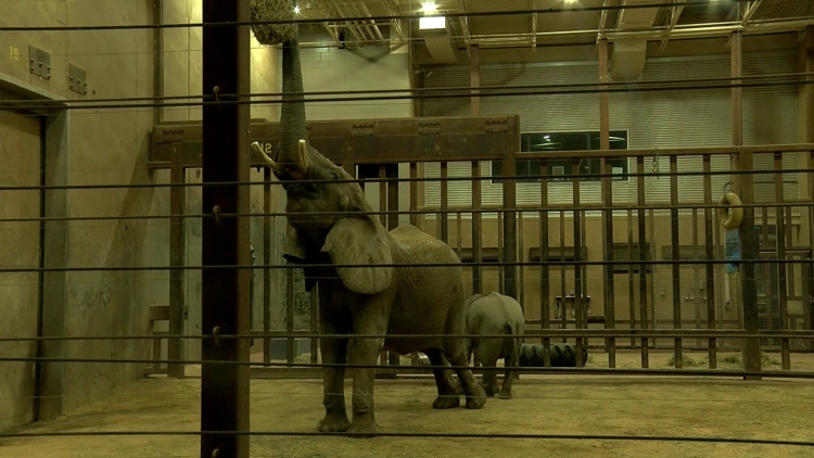 Here's what behind-the-scenes animal care looks like when the Toledo ...
