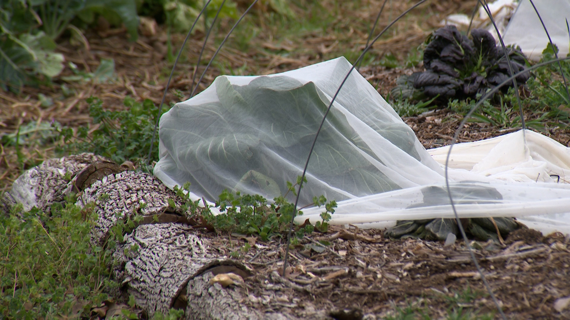 Central Texas farmers working to protect crops before weekend freeze