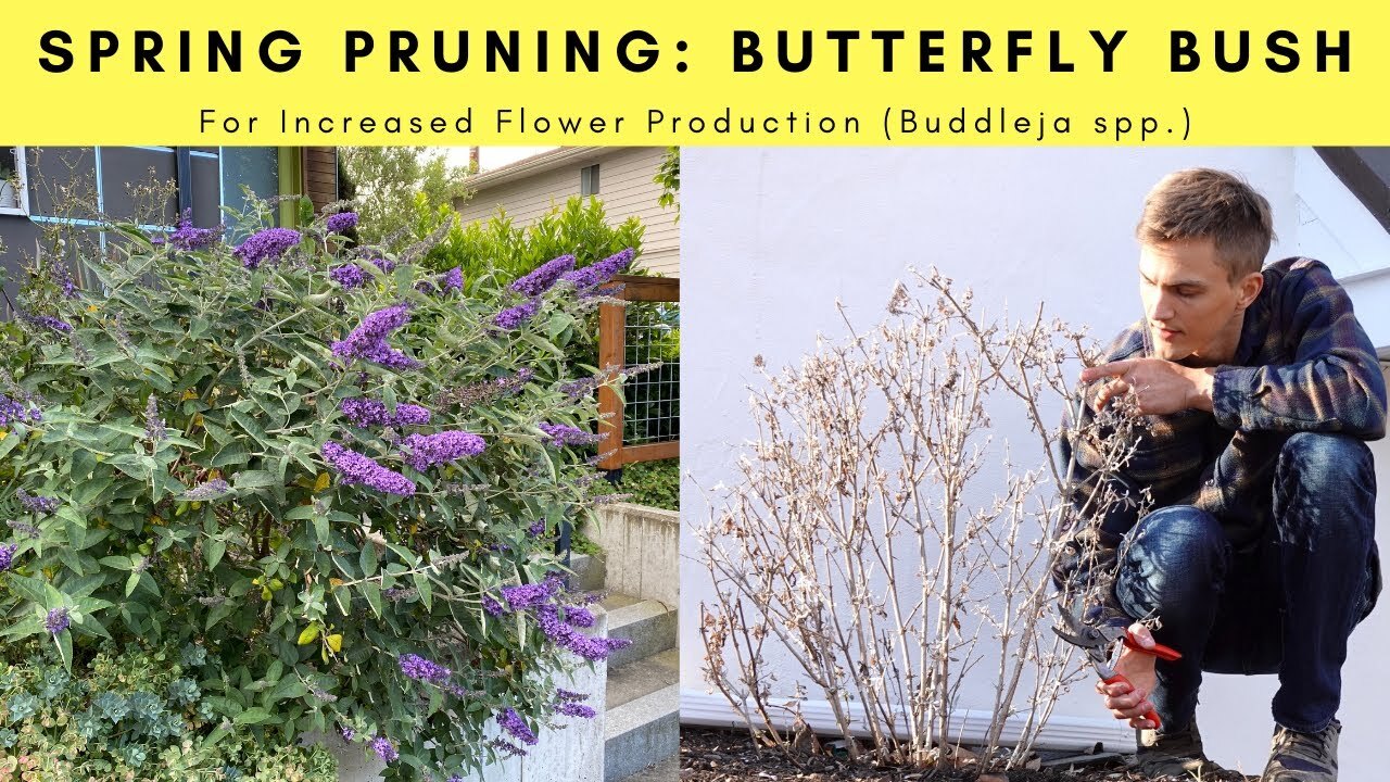 Butterfly bush pruning in spring for increased flowering