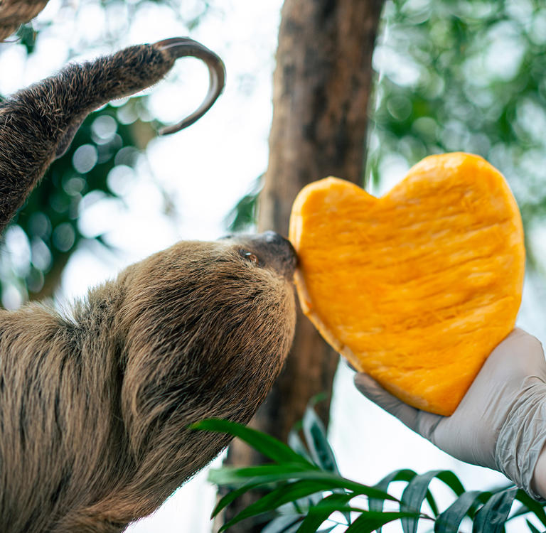 ‘Kisses and Fishes’: Loveland Living Planet Aquarium to host Valentines ...