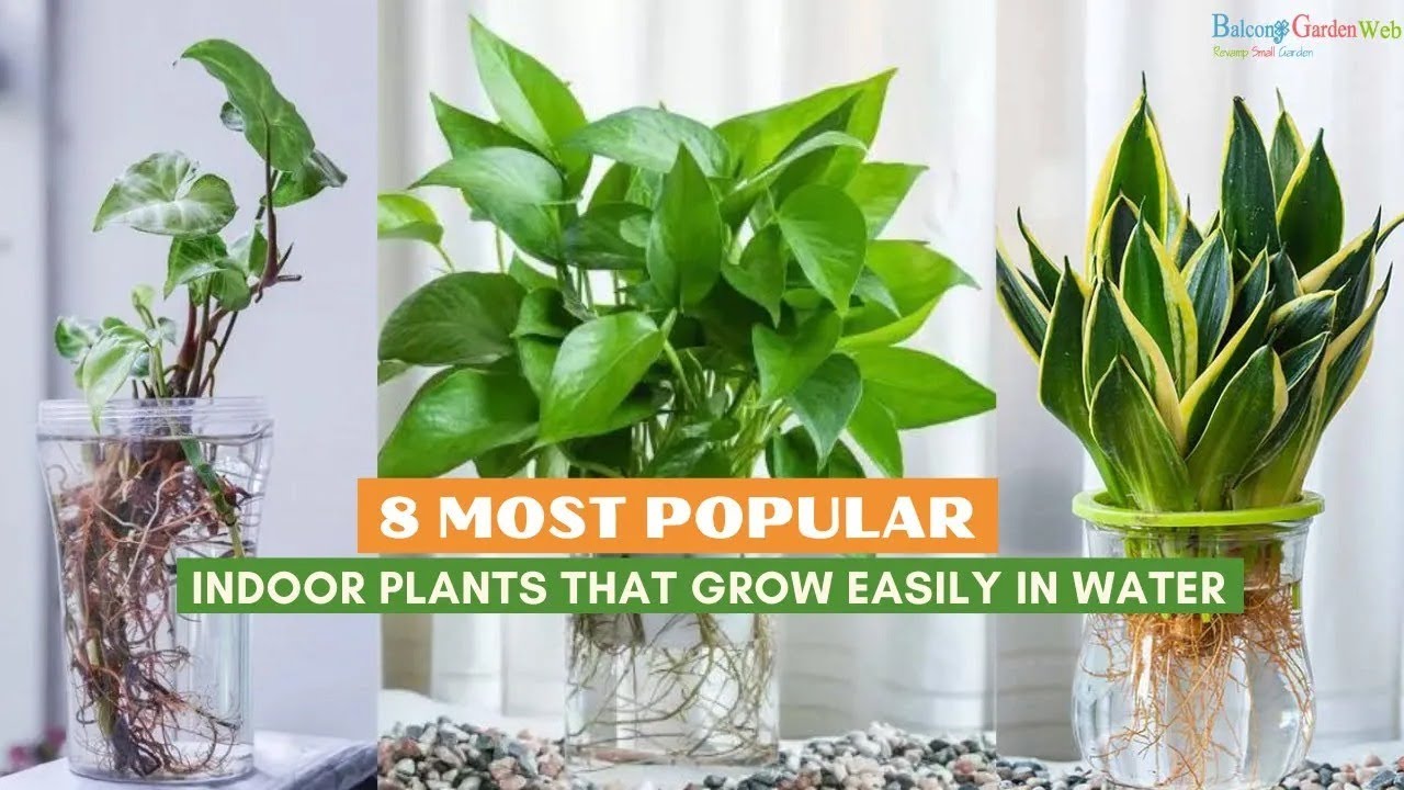 How 8 plants from pothos to lucky bamboo thrive in water