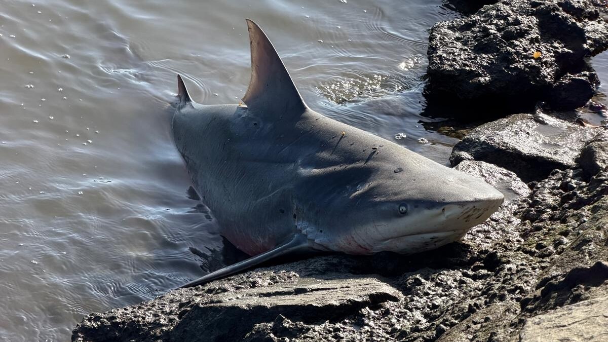 Video of bull shark washed up on Brisbane River bank sparks debate over ...