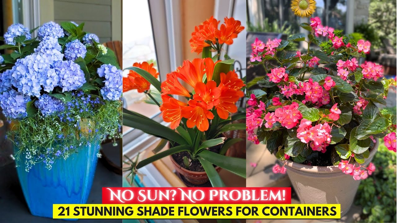 How 21 stunning shade flowers can transform your dark corners