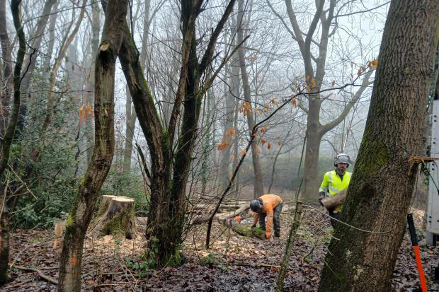 Trees being felled to tackle deadly disease from spreading