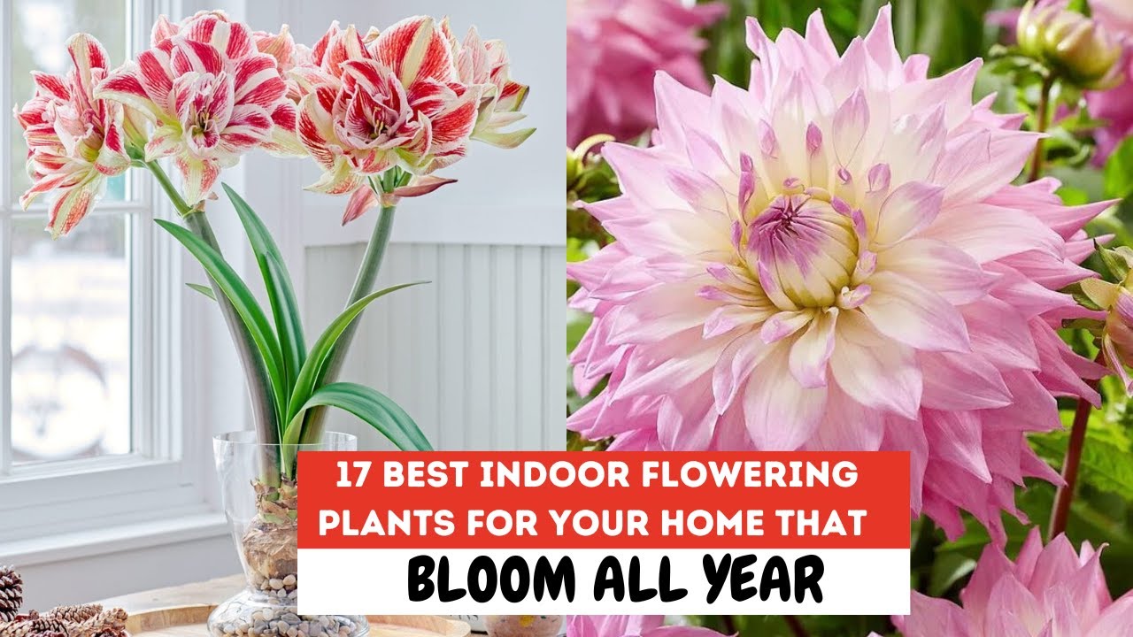 Beautiful flowering plants perfect for indoor home decoration today