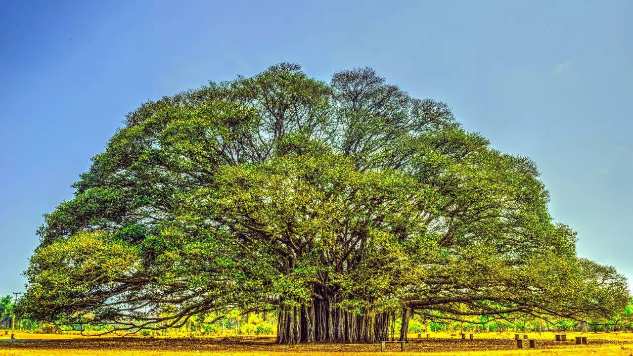 Which tree is known as the 'king of trees': Uncover what makes it a ...