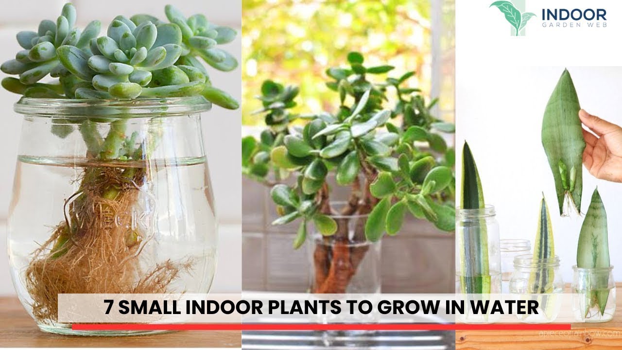 Small indoor plants that are perfect for growing in water