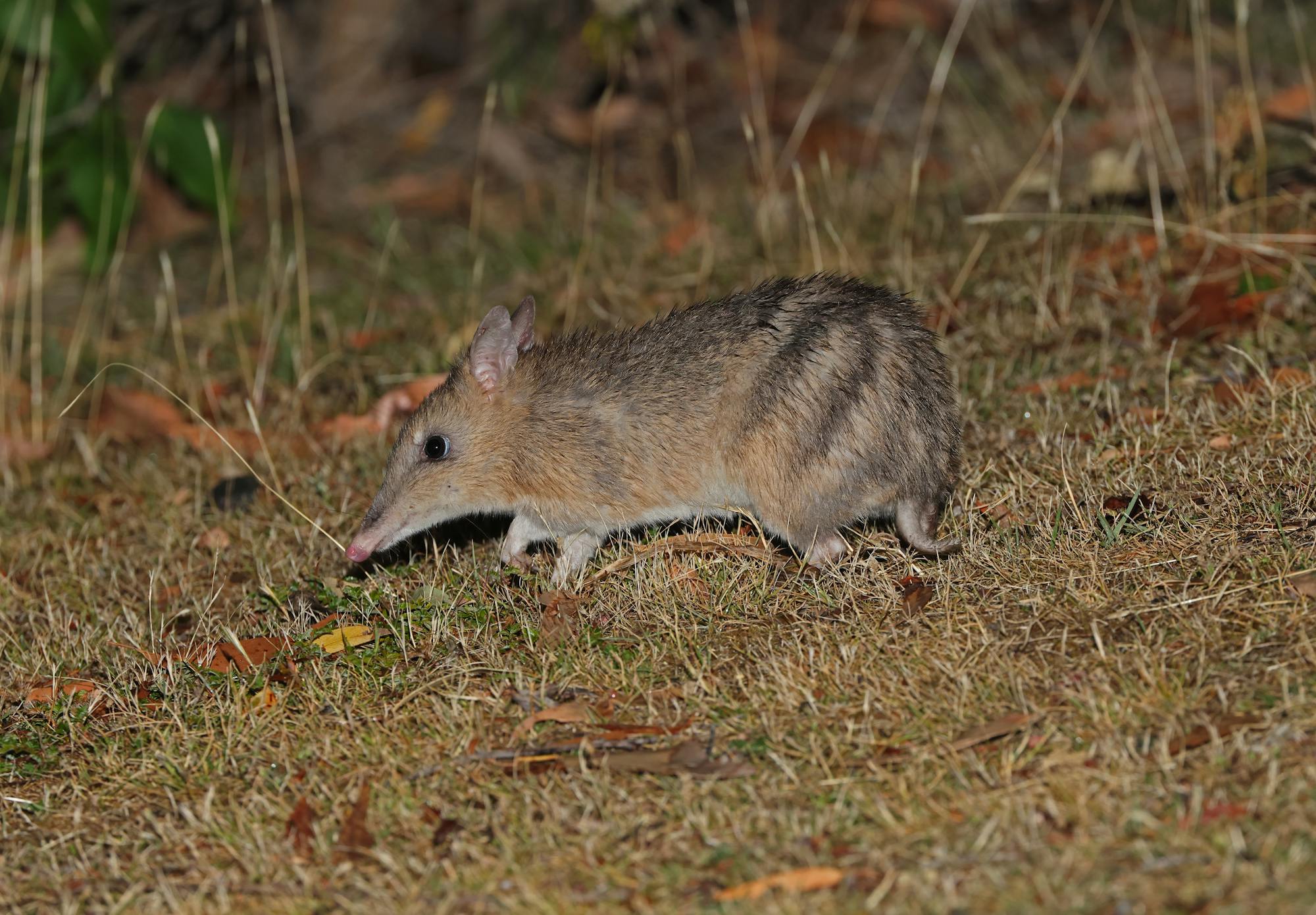 Yes, feral cats and foxes really have driven many Australian mammals to ...