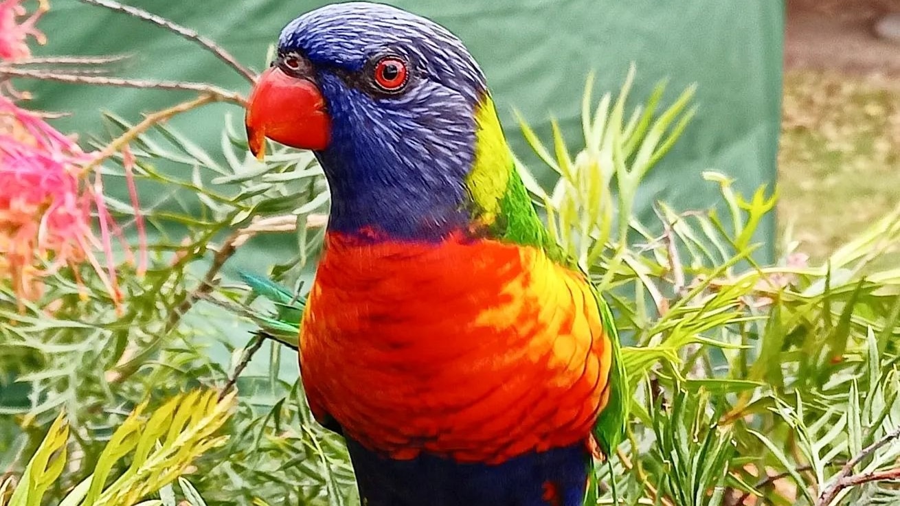 How to attract native wildlife and birds to your garden