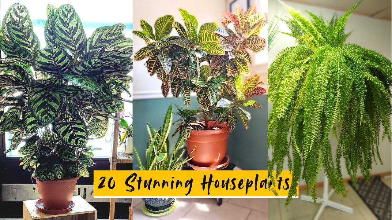 Low maintenance houseplants that look stunning inside your home
