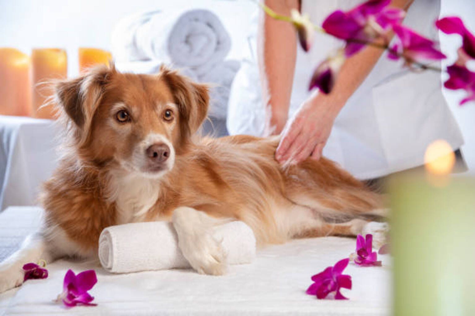 Petco prices $600M senior secured notes to strengthen capital structure