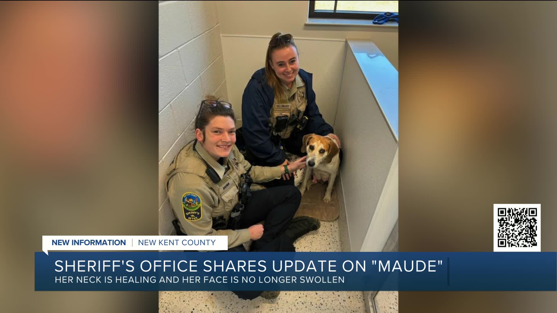 Pregnant hound found in Virginia with wire wrapped around neck doing ...