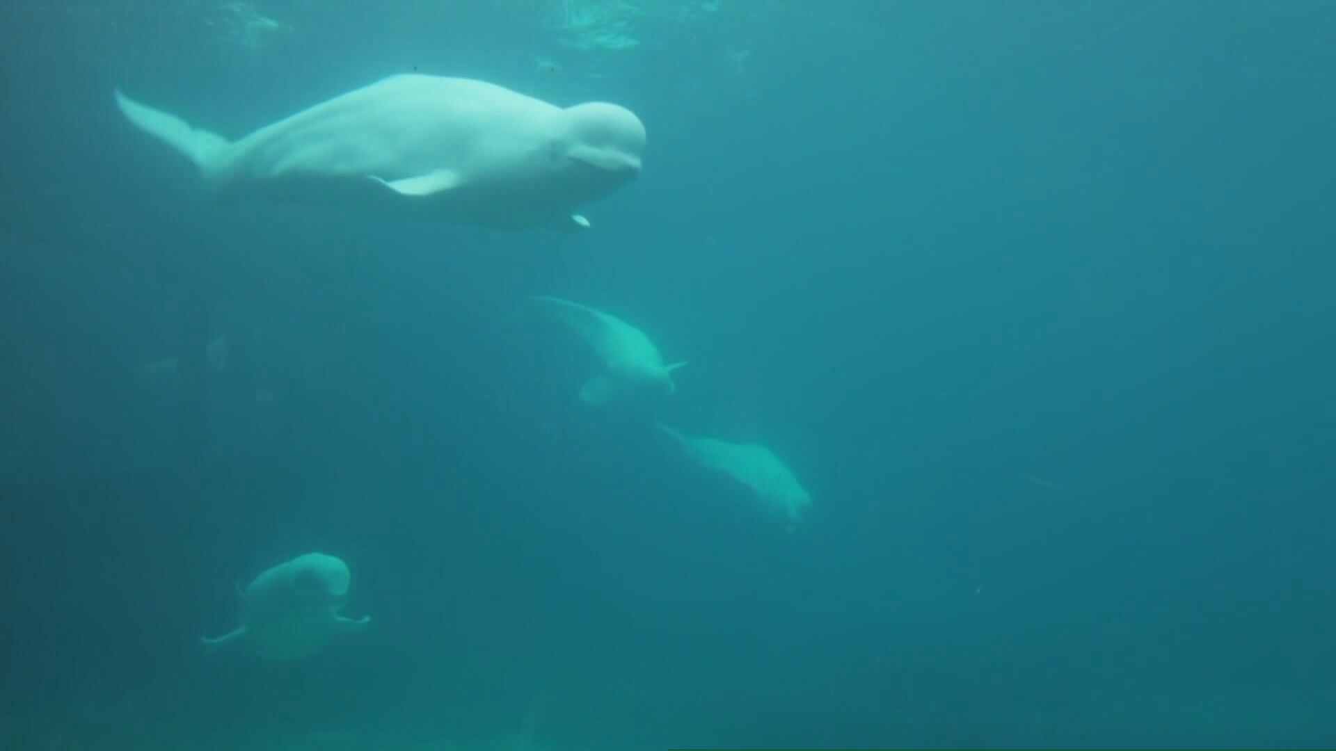 Federal government reviewing export request for Marineland belugas ...