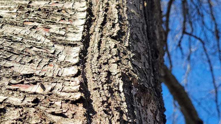 What are ‘exploding trees’? The winter phenomenon may not be what you think