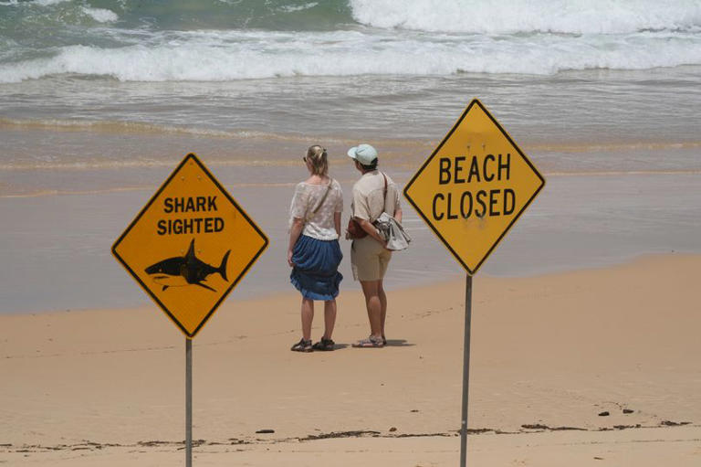 Irish doctor recounts horror shark attack discovery as his training ...