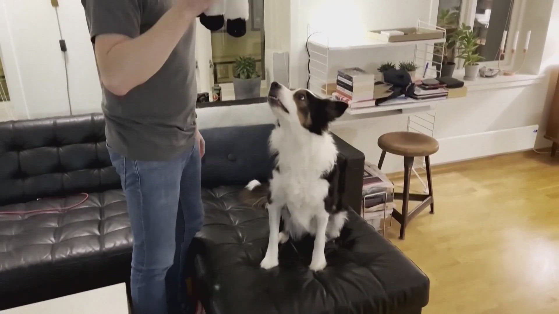 Dogs can learn new words by eavesdropping on people, study finds