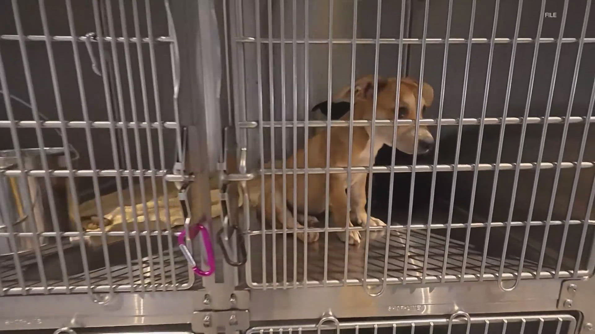 Kyle, Buda and Hays County partner to create new animal shelter