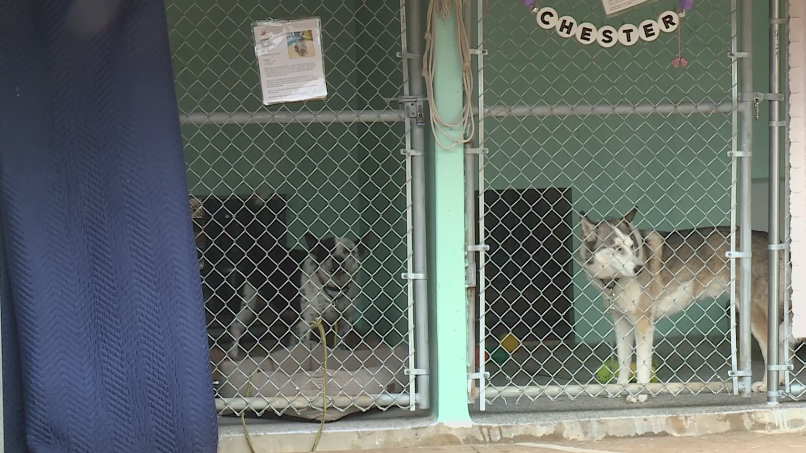 Austin steps up to protect Austin Pets Alive! dogs, cats from winter ...