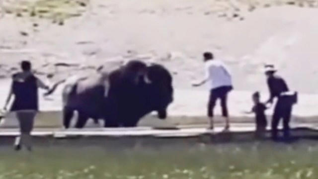 Yellowstone tourist suffers consequences after rescuing kid getting too ...