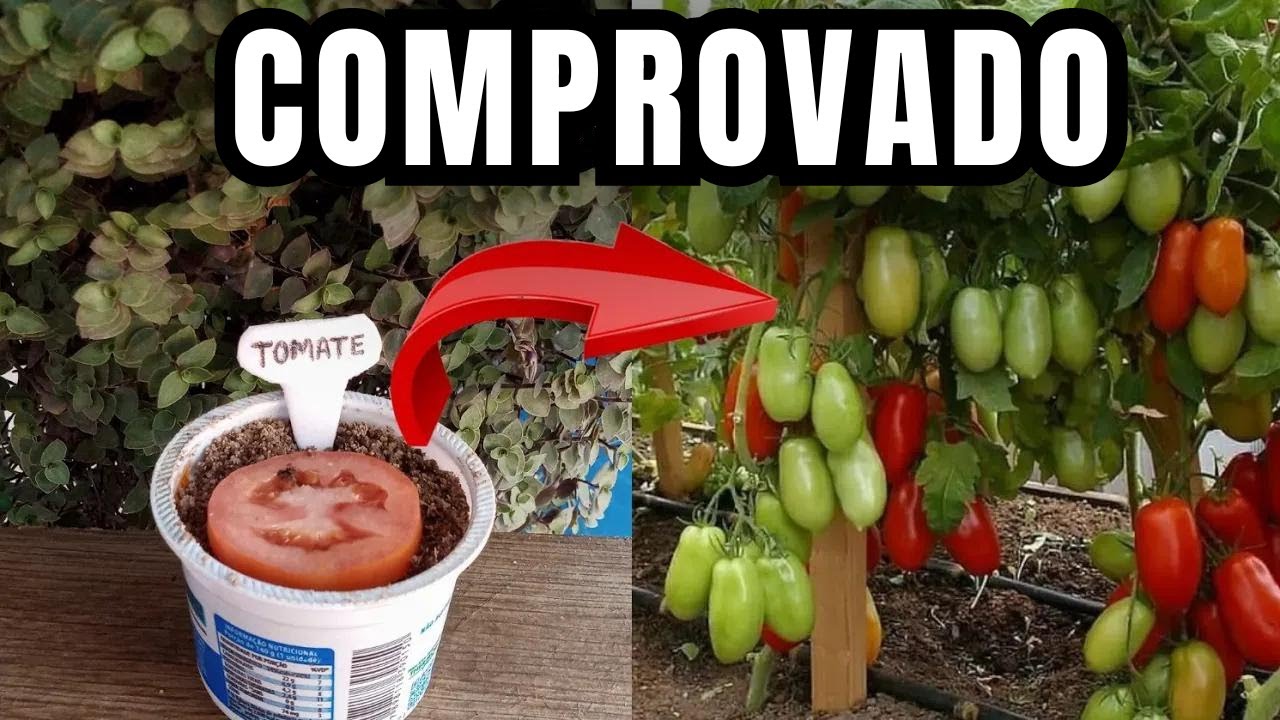 Melhor forma de plantar tomate em vaso - Como plantar tomate