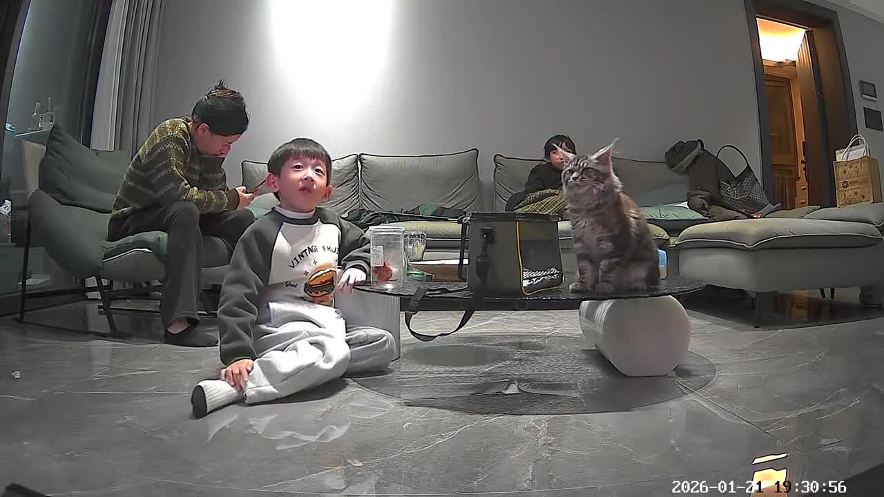 Sneezing cat surprises family in living room in Guangdong, China