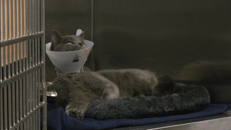 Donations crucial for Carthage shelter’s stray animal fund