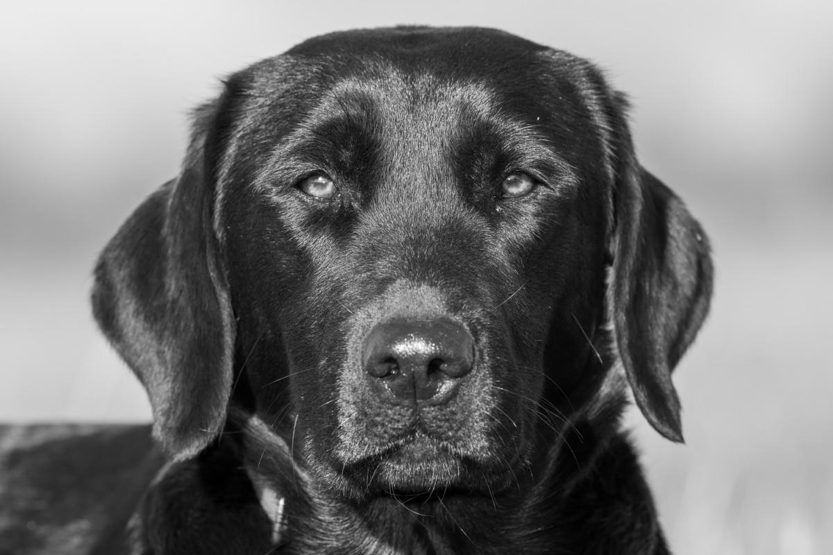 Moment blind black Labrador hugs dad after his deployment will make you sob