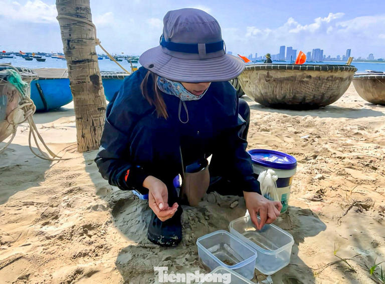 Săn tôm hùm giống ngày cận Tết, ngư dân Đà Nẵng thu tiền triệu mỗi ngày