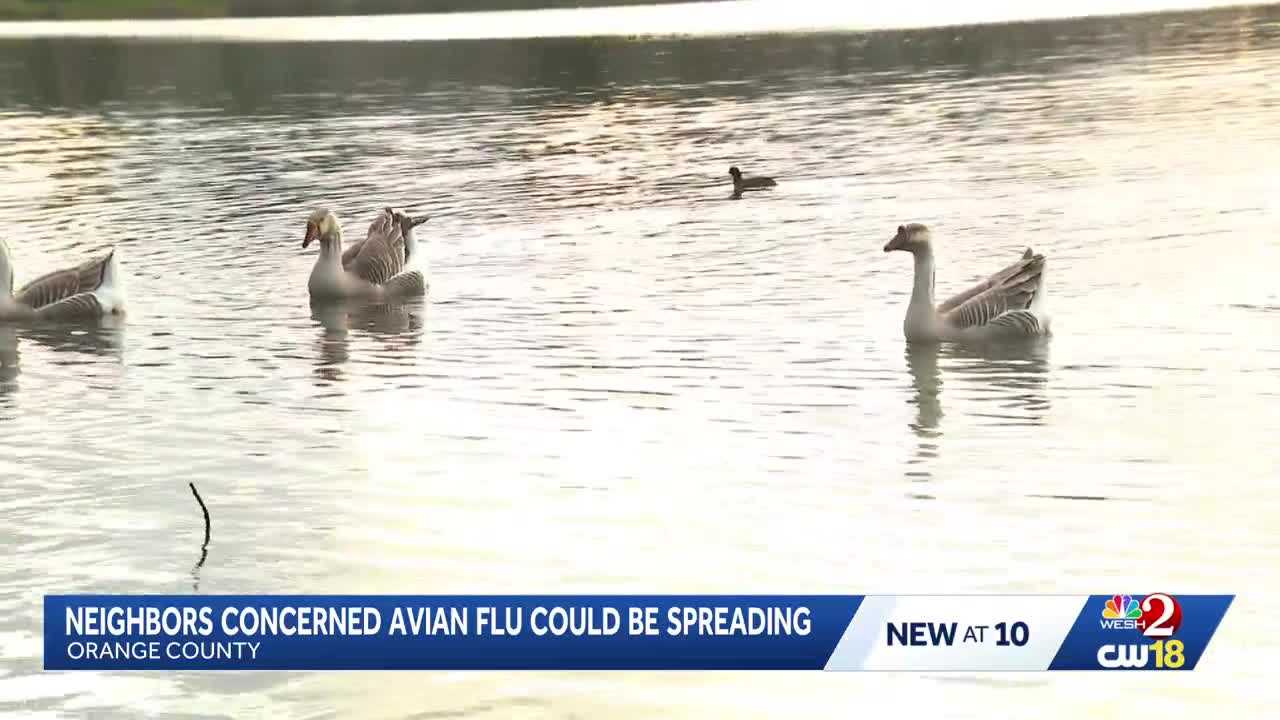 Neighbors concerned bird flu could be spreading