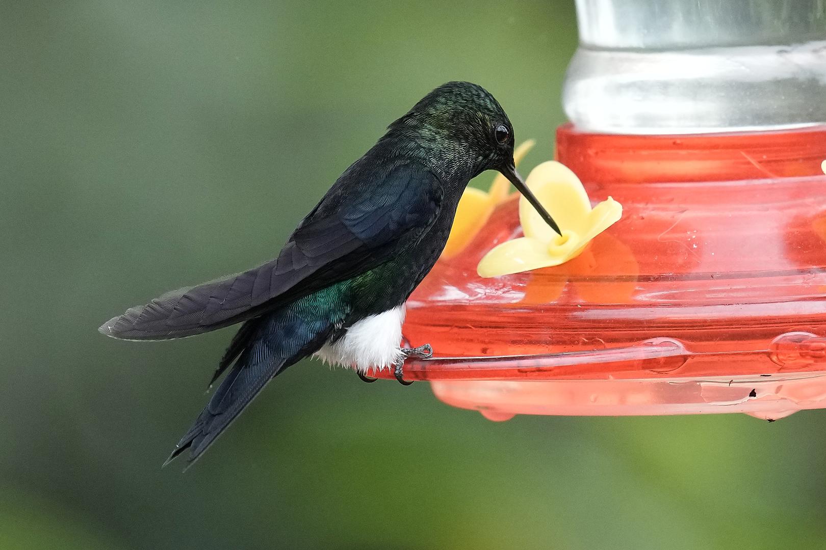 An ancient forest in Ecuador is the last stand for a tiny hummingbird ...