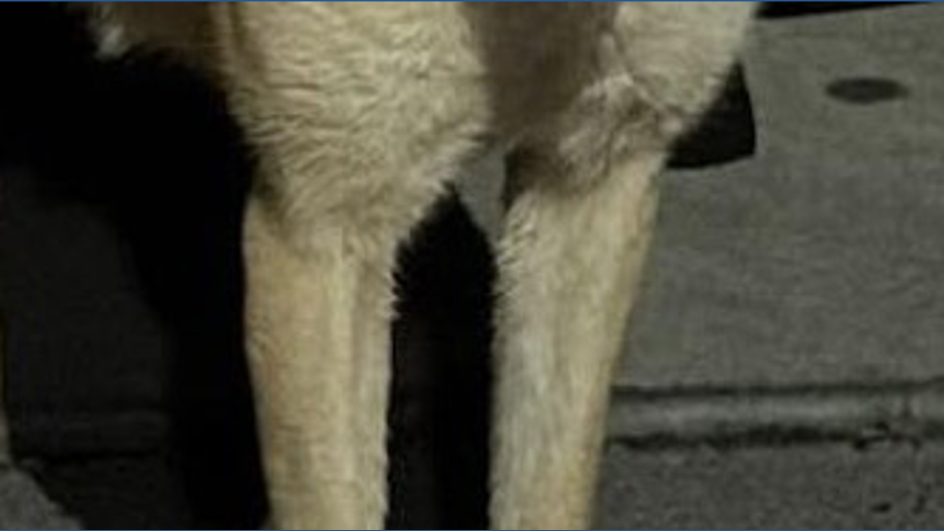 Nampa Police Department welcomes new K-9 officer