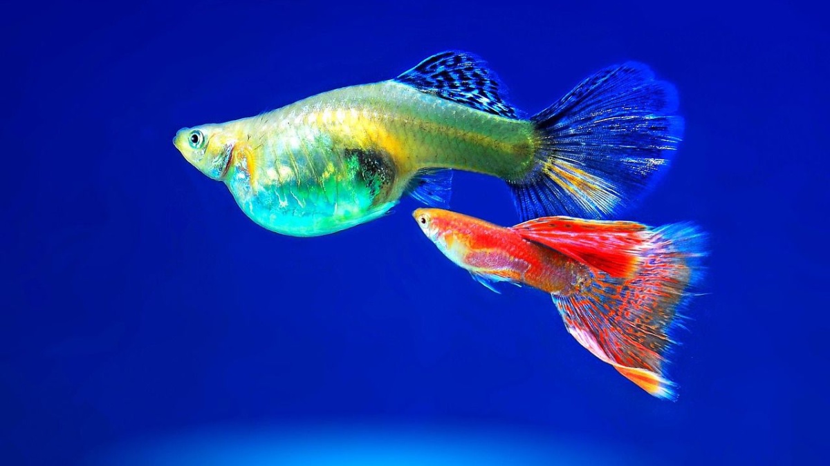 Reasons why you should never tap on your aquarium fish tank
