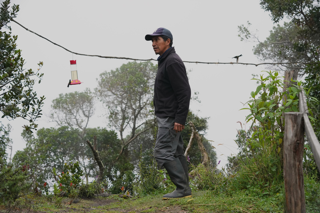 Un rincón de los Andes, último reducto de colibríes que son el emblema ...