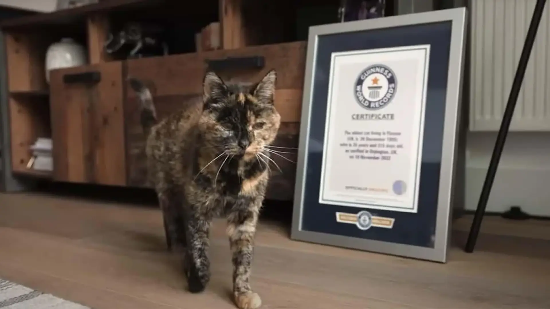 Ejercicio en gatos geriátricos: cómo mantenerlos activos sin hacerles daño