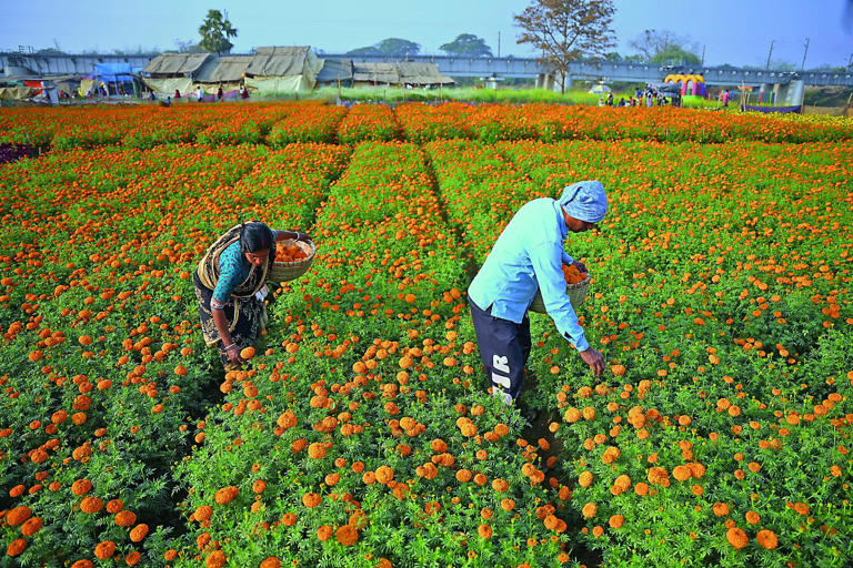 Celebrating Khirai: The flower basket of Bengal