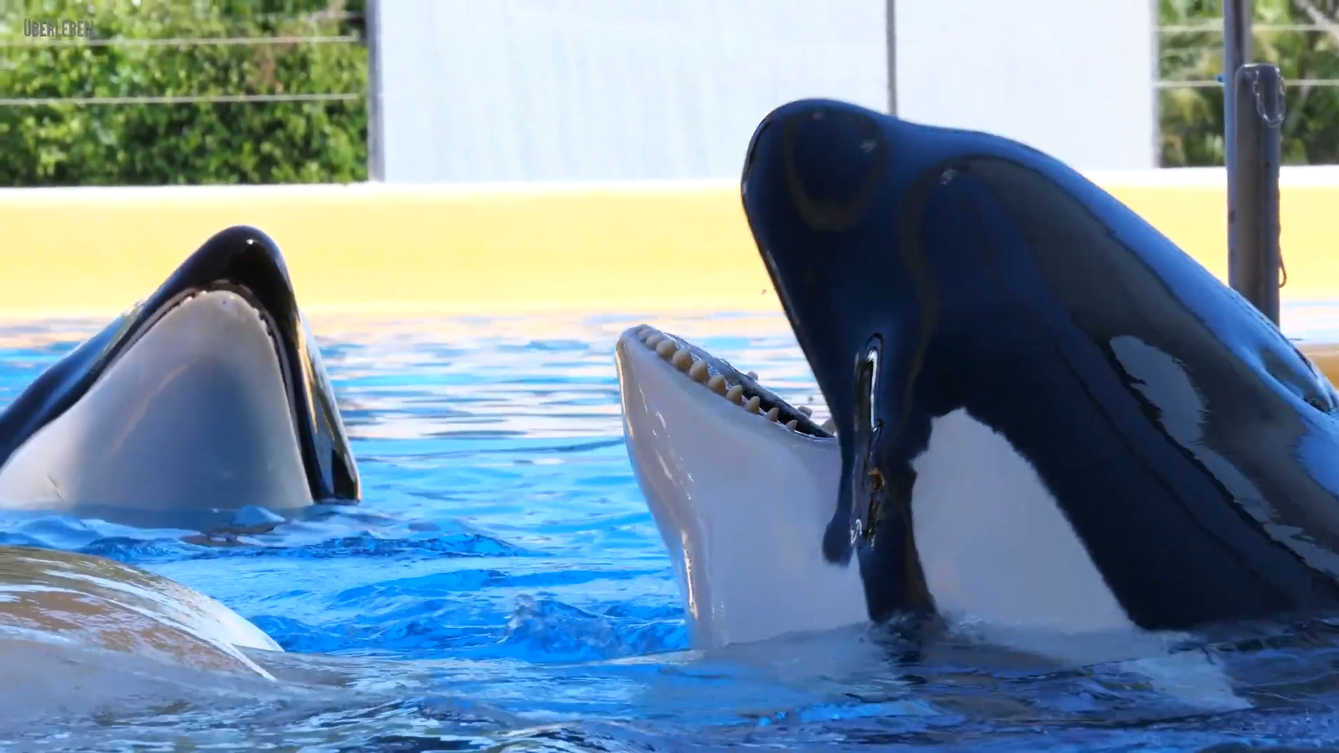 Wie Dawn Brancheau starb, nachdem sie sagte: „Ich habe keine Angst“